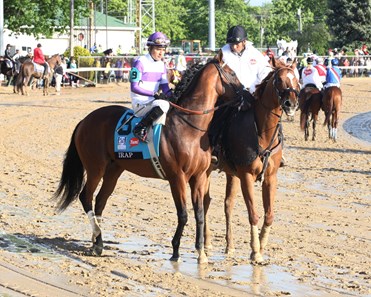 Irap - Horse Profile - BloodHorse