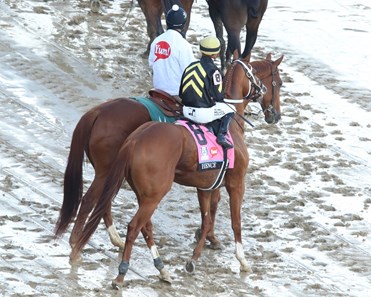 Hence - Horse Profile - BloodHorse