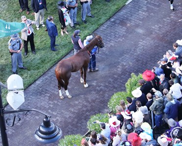 Irish War Cry - Horse Profile - BloodHorse