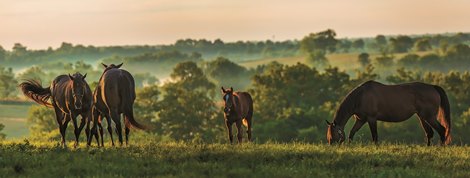 Take a Virtual Tour of Claiborne Farm's Foaling Barn - BloodHorse