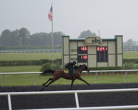 Tale of the Cat, Malibu Moon Colts Fastest in OBS Works - BloodHorse