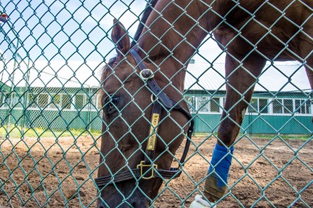 Irish War Cry - Horse Profile - BloodHorse