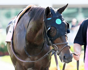 Limousine Liberal - Horse Profile - BloodHorse