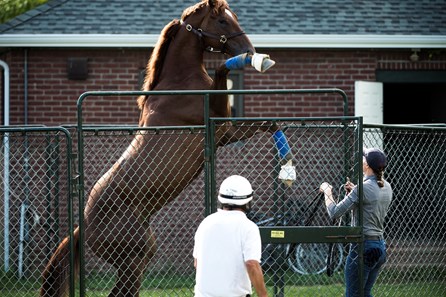 Irish War Cry - Horse Profile - BloodHorse