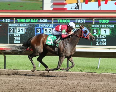Double Bee Sting - Horse Profile - BloodHorse