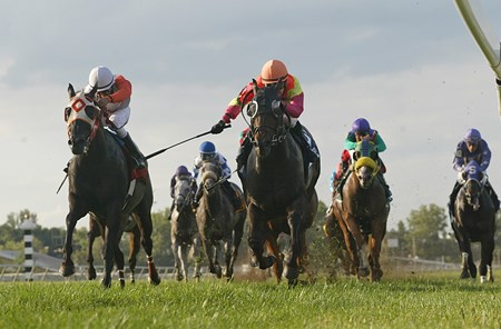 Sharp Sensation - Horse Profile - BloodHorse