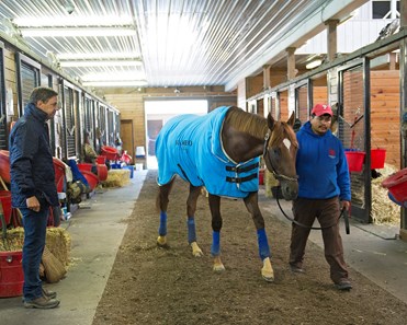 Irish War Cry - Horse Profile - BloodHorse