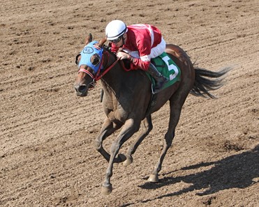 Double Bee Sting - Horse Profile - BloodHorse