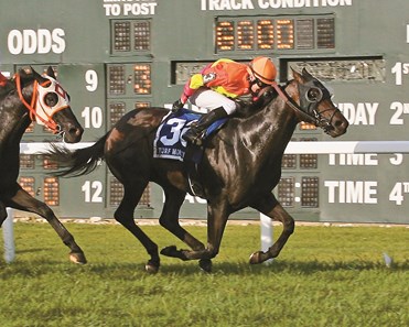 Sharp Sensation - Horse Profile - BloodHorse