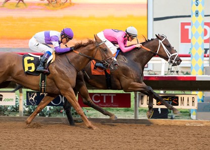 Mr. Hinx - Horse Profile - BloodHorse