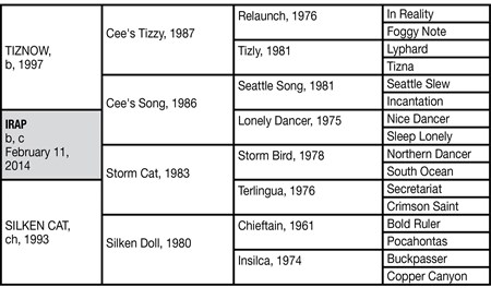 Irap - Horse Profile - BloodHorse