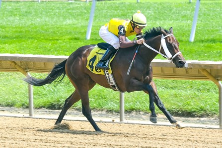 Buff's in Love - Horse Profile - BloodHorse