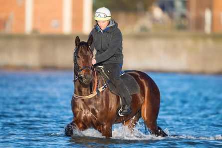 Winx - Horse Profile - BloodHorse