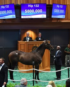 Scat Daddy Filly Brings $800,000 at Fasig-Tipton - BloodHorse