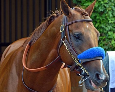 Collected - Horse Profile - BloodHorse