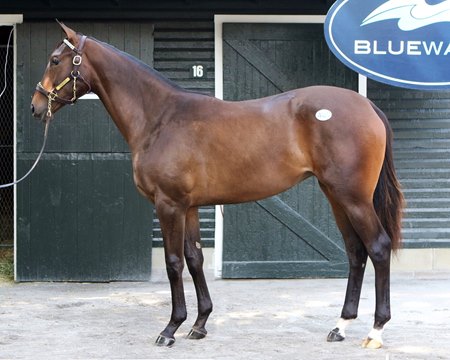 Cairo Prince, Summerfield Top New York-Bred Sale - BloodHorse