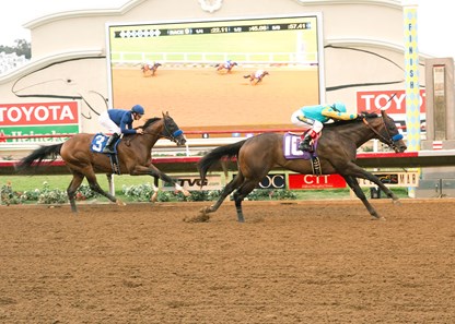 Zatter - Horse Profile - BloodHorse