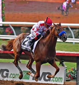 Collected - Horse Profile - BloodHorse