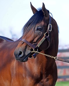 Quality Road - Horse Profile - BloodHorse