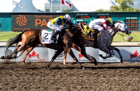 Chief Know It All Digs in to Win Canadian Derby - BloodHorse
