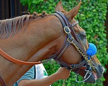 Collected - Horse Profile - BloodHorse