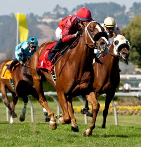 Force - Horse Profile - BloodHorse