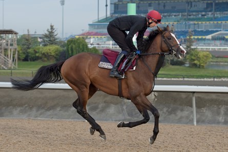 Lancaster Bomber - Horse Profile - BloodHorse