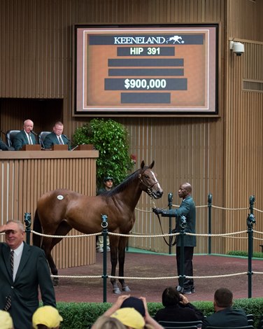 Cairo Prince Juveniles Ranking High in a Deep Class - BloodHorse