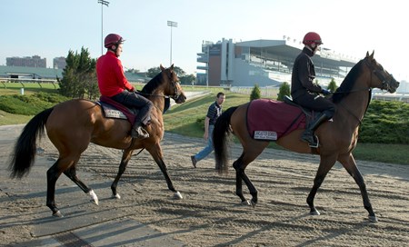 Lancaster Bomber - Horse Profile - BloodHorse