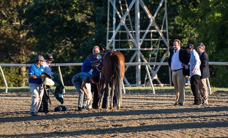 Irap - Horse Profile - BloodHorse