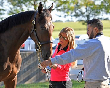 Sealy Hill - Horse Profile - BloodHorse