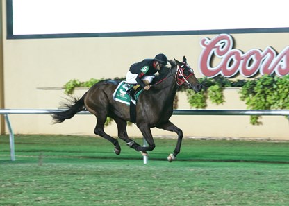Pacific Typhoon - Horse Profile - BloodHorse