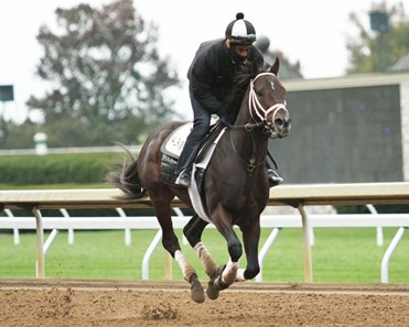 Neolithic - Horse Profile - BloodHorse