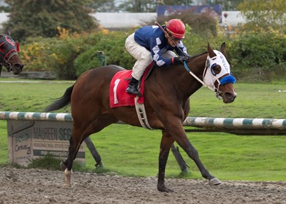 Raider - Horse Profile - BloodHorse
