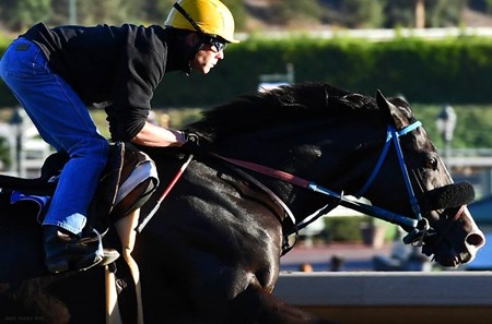 Midnight Storm - Horse Profile - BloodHorse