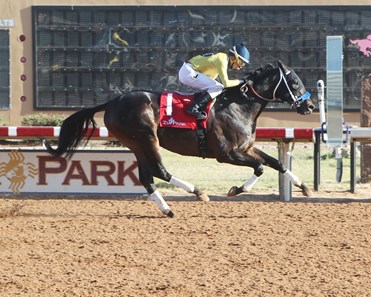Code West - Horse Profile - BloodHorse
