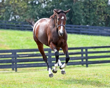 Songbird - Horse Profile - BloodHorse