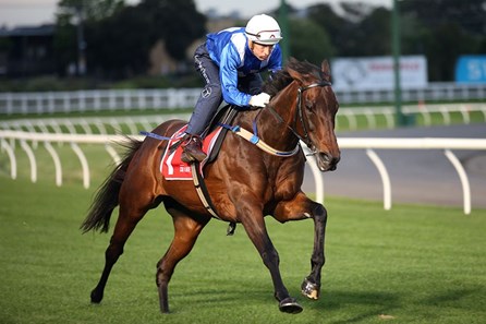 Winx - Horse Profile - BloodHorse