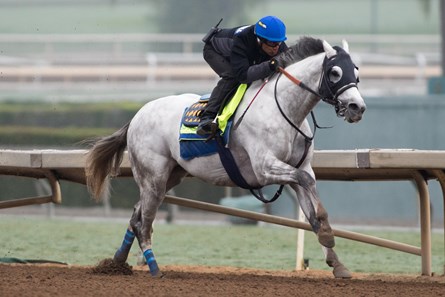 Cupid - Horse Profile - BloodHorse
