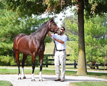 Songbird - Horse Profile - BloodHorse