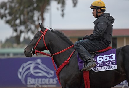 Sharp Azteca - Horse Profile - BloodHorse