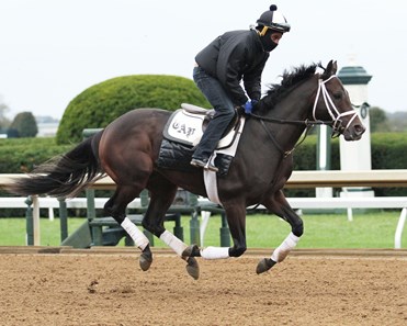 Neolithic - Horse Profile - BloodHorse