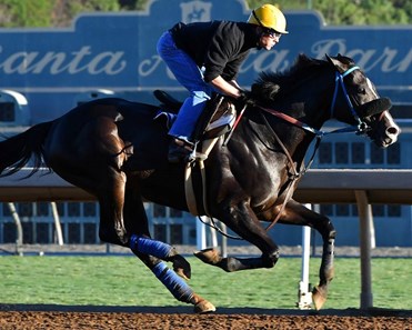 Midnight Storm - Horse Profile - BloodHorse