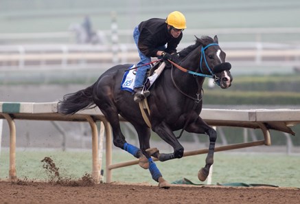 Midnight Storm - Horse Profile - BloodHorse