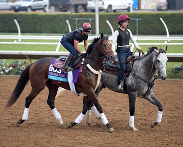 Catholic Boy - Horse Profile - BloodHorse