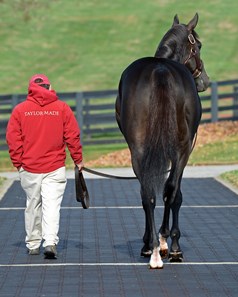 Midnight Storm - Horse Profile - BloodHorse
