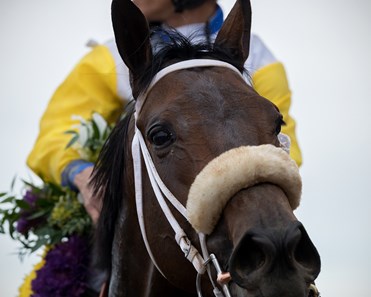Forever Unbridled - Horse Profile - BloodHorse