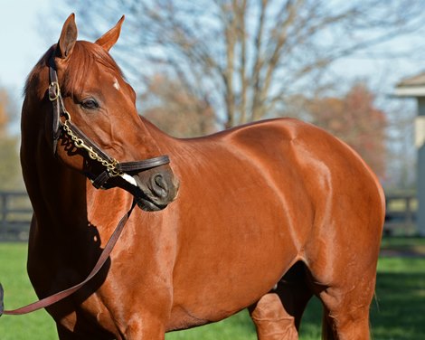 New Stallions of 2018 - Slideshow - BloodHorse