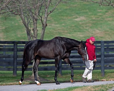 Midnight Storm - Horse Profile - BloodHorse