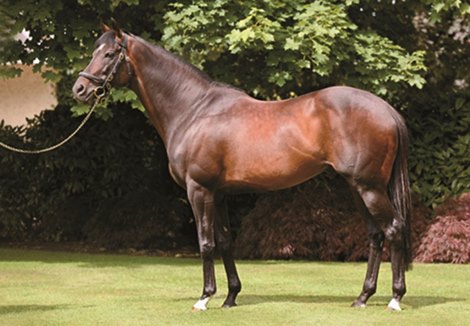 European Horses Dominate Melbourne Cup - BloodHorse